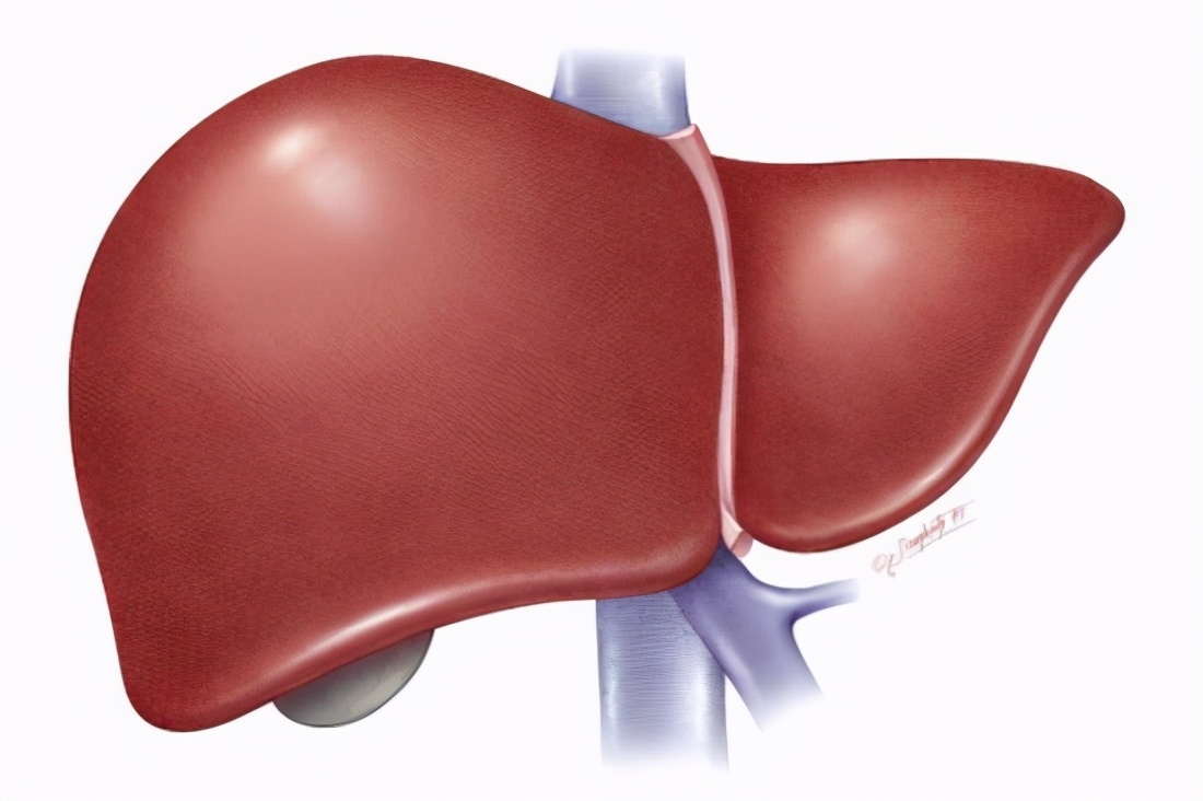 It's early to raise the liver and pay more attention to your daily diet ...