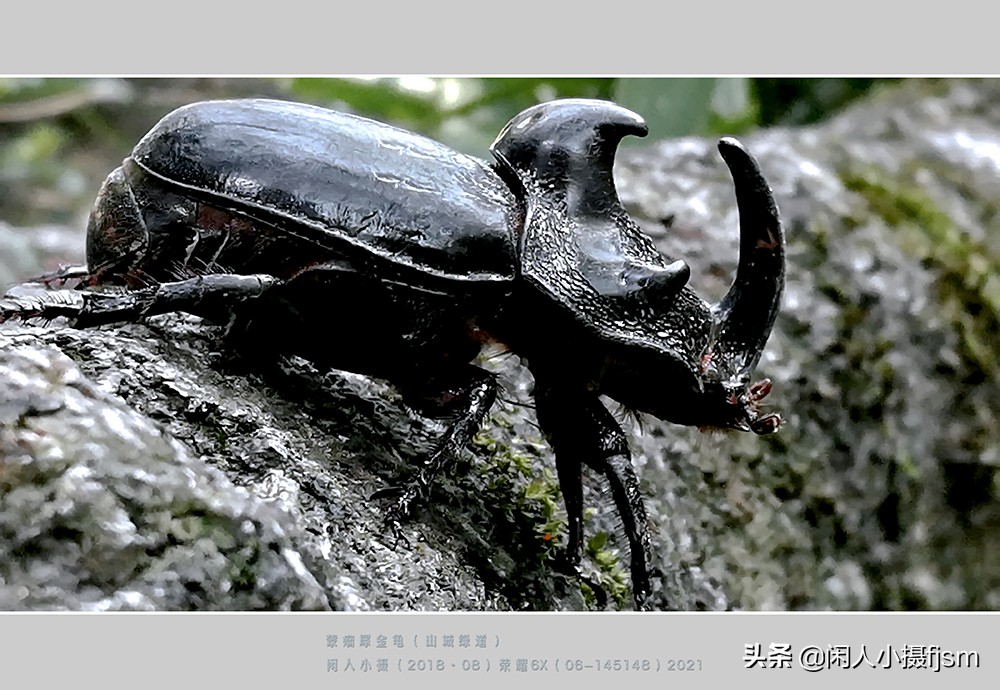 Insect photography: scarab with horns, shaped like a rhino, simple but ...