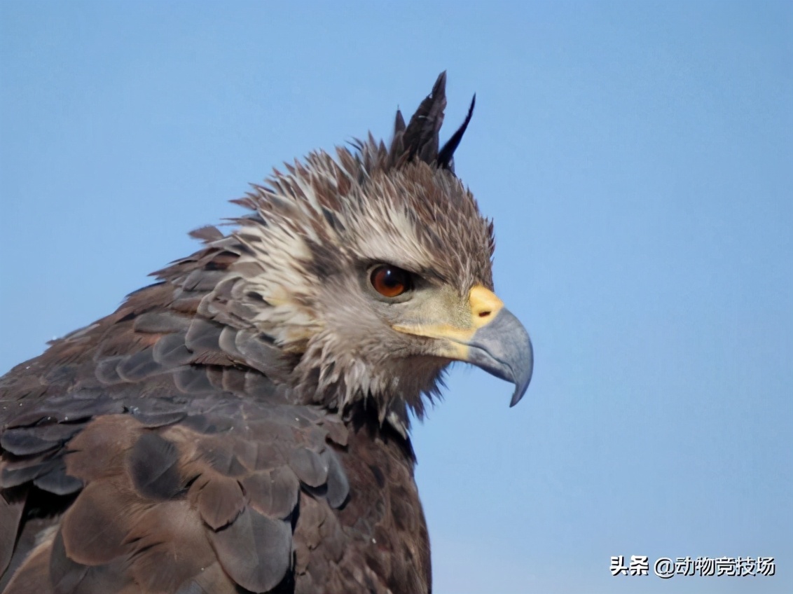 Africa's most ferocious raptor, with finger-length claws that easily ...