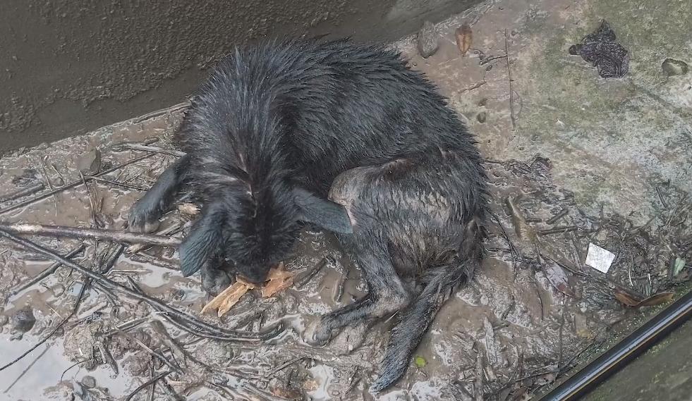 Sichuan: The dog lost half his life for a bite of meat, and the dog ...