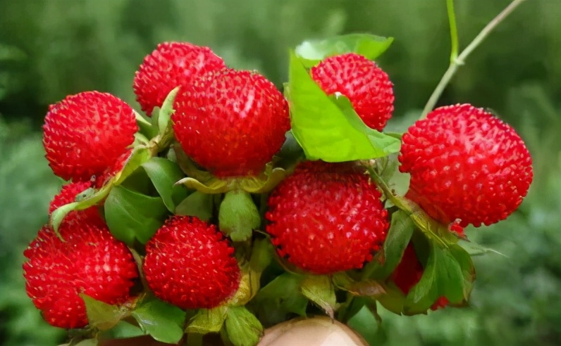 Is the legendary "Snakeberry" really poisonous? - iNEWS