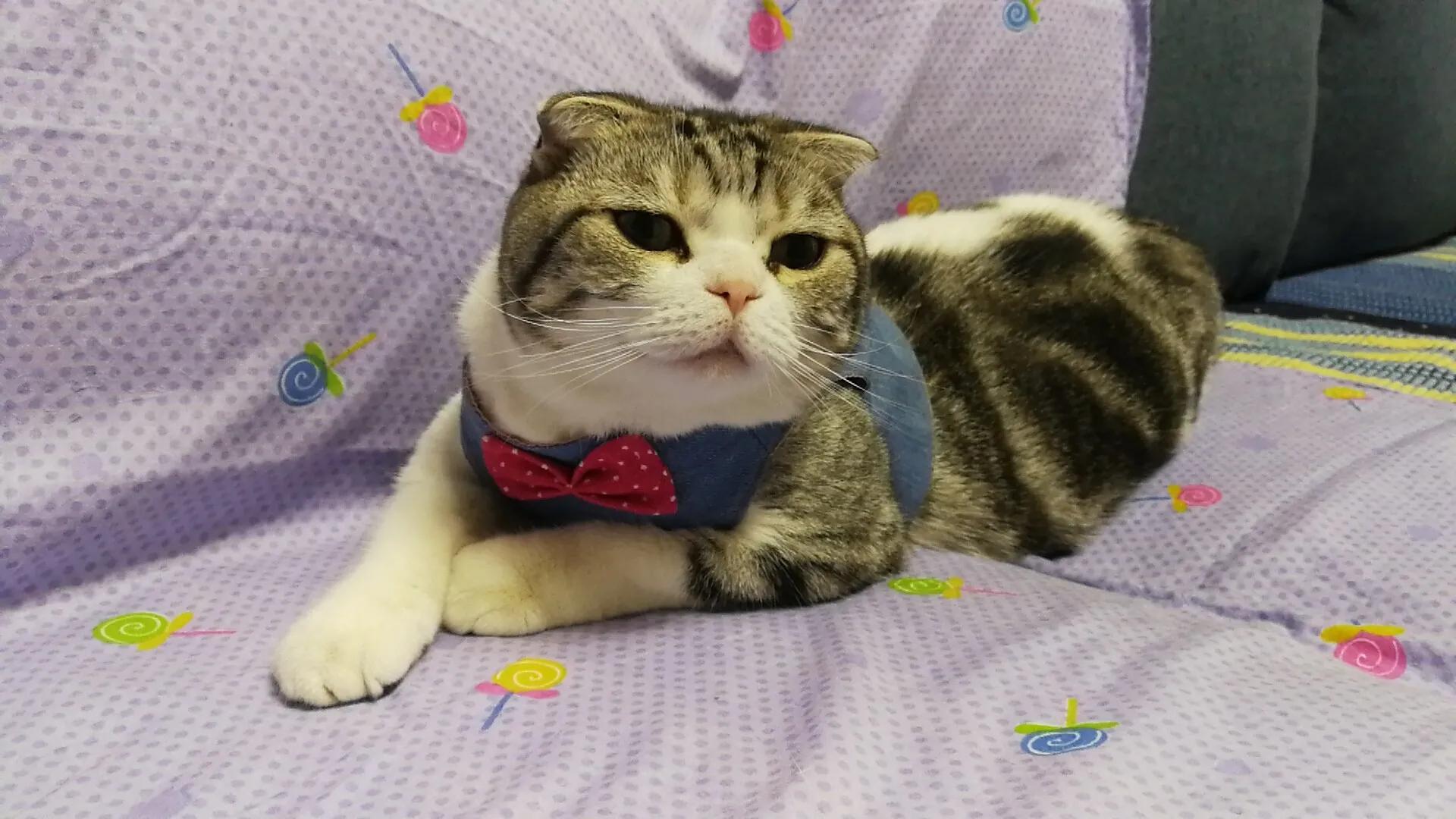 A stubborn cat - iNEWS