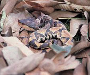 The most feared snake in Asia, the five-step snake, is it really ...