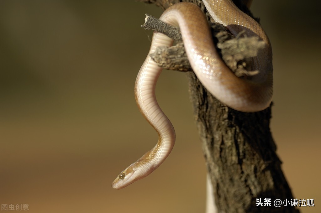 Why can a snake's head hurt after being cut off?These characteristics ...