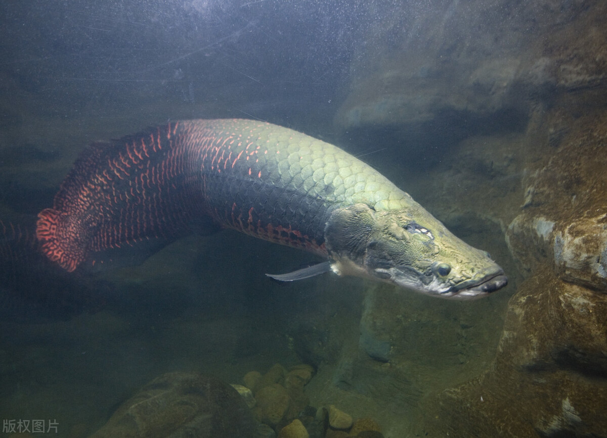 Why is the giant tongue fish a tough guy of steel?It confronts the ...