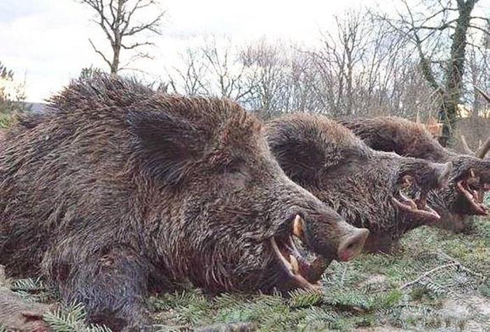 6 million super pigs occupy 39 U.S. states and lose 1.5 billion a year ...