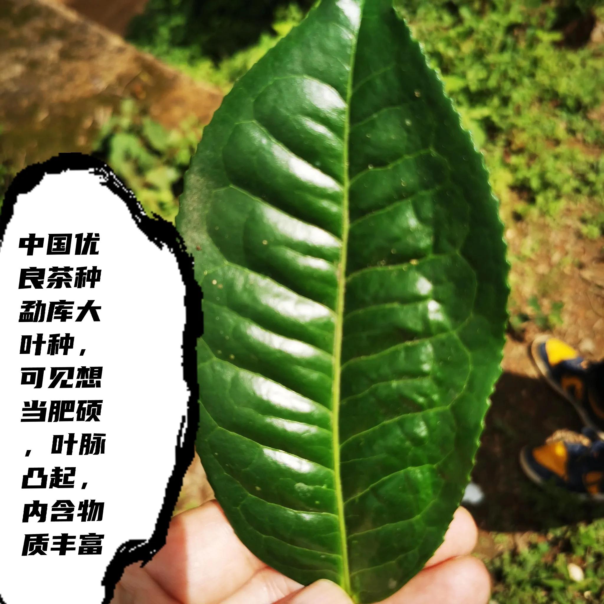 Why is the price of ancient tree Pu'er tea so expensive? - iNEWS