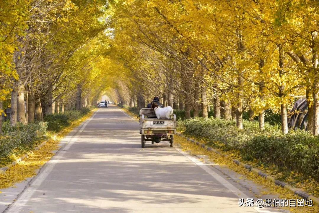 China's most beautiful village "Ginkgo Time Tunnel", one in Xuzhou, one ...