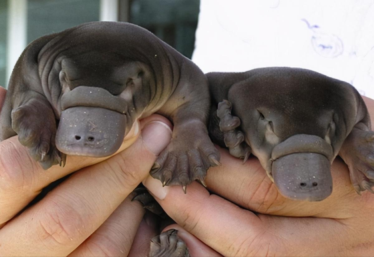 The most painful animal biting in the world, I met and run fast - iNEWS