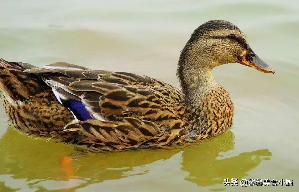 Autumn is when ducks are most plump. Duck skins in Su-style sauce are ...