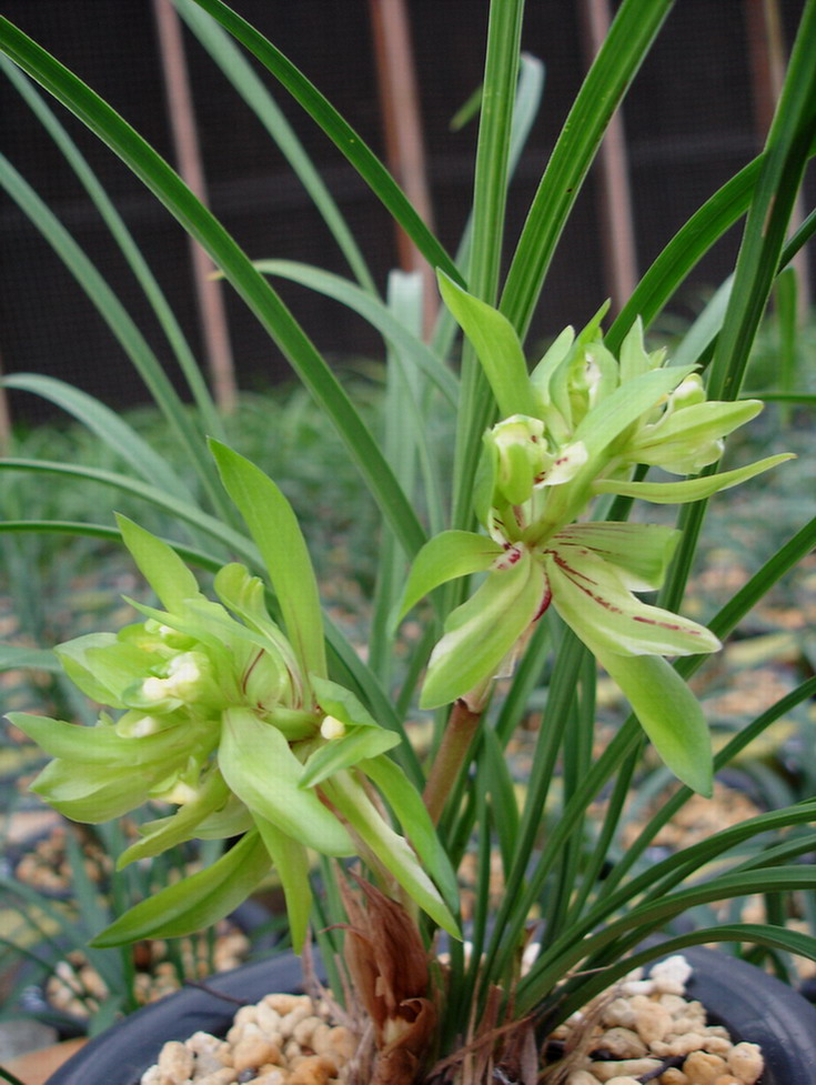 This "Lazy Orchid", you don't need to worry about it, it has a unique ...