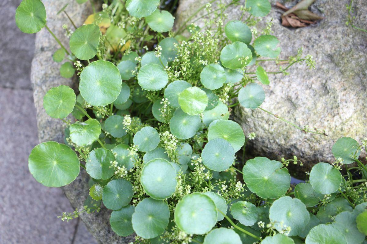 The most water-loving copper coin grass, which is better to grow ...