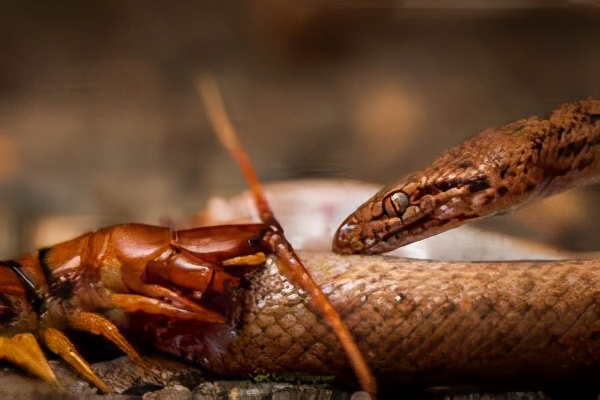 Centipede vs. viper!The duel between the five poisons, even if the ...