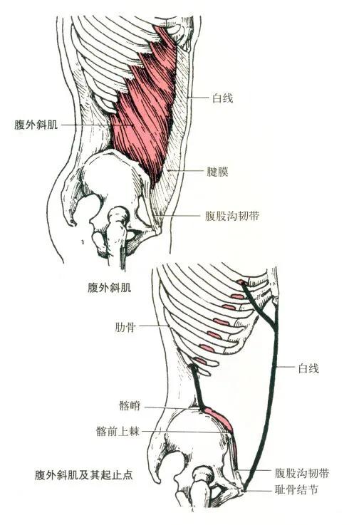 Analysis of "External Oblique Muscle" of Myogenic Low Back Pain (3) - iNEWS