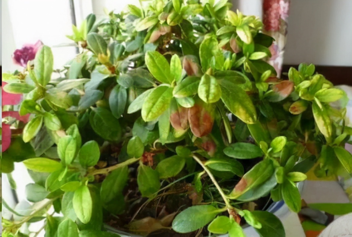 What should I do if the leaves of azaleas are "rusty"?Three steps of ...