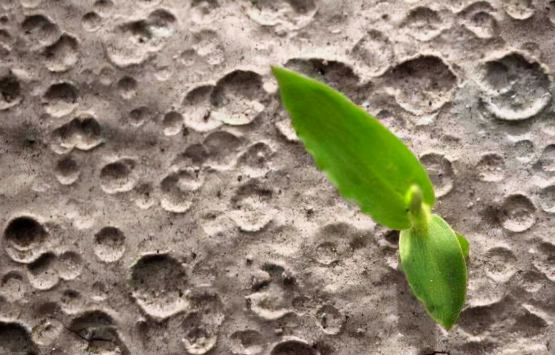 The lunar soil can also grow crops!The lunar soil brought back by ...