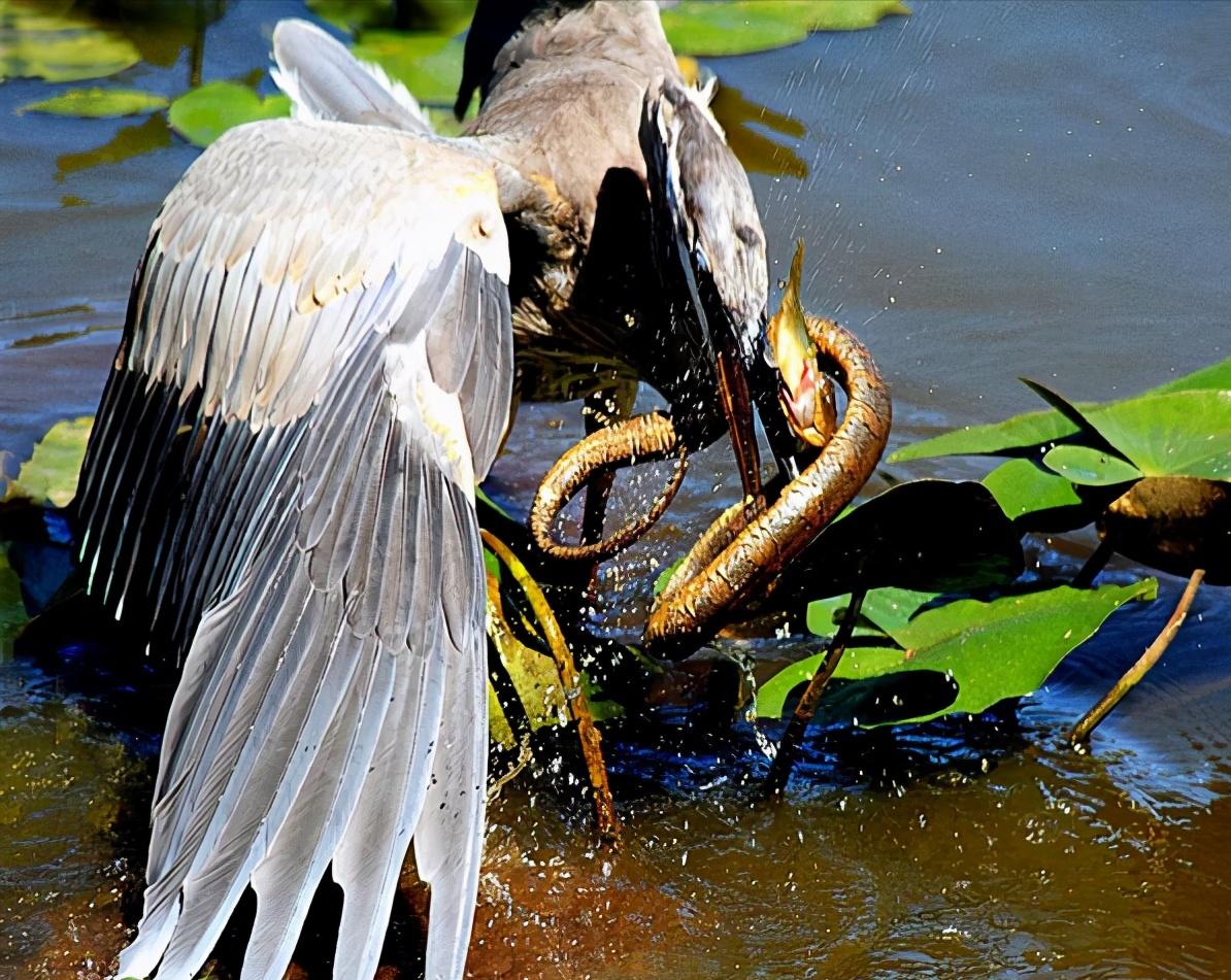 Animals gnaw and swallow their prey cruelly. The momentary snap shots ...