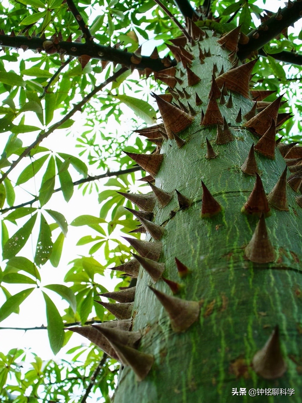 How terrible is the sandbox tree?The fruit explosion is equivalent to a ...