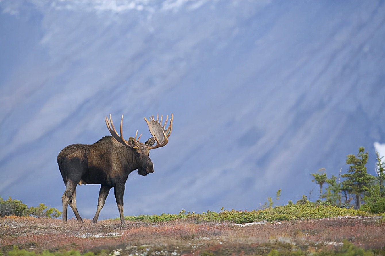 Xinjiang moose, the largest deer in the world, is huge and has superb ...