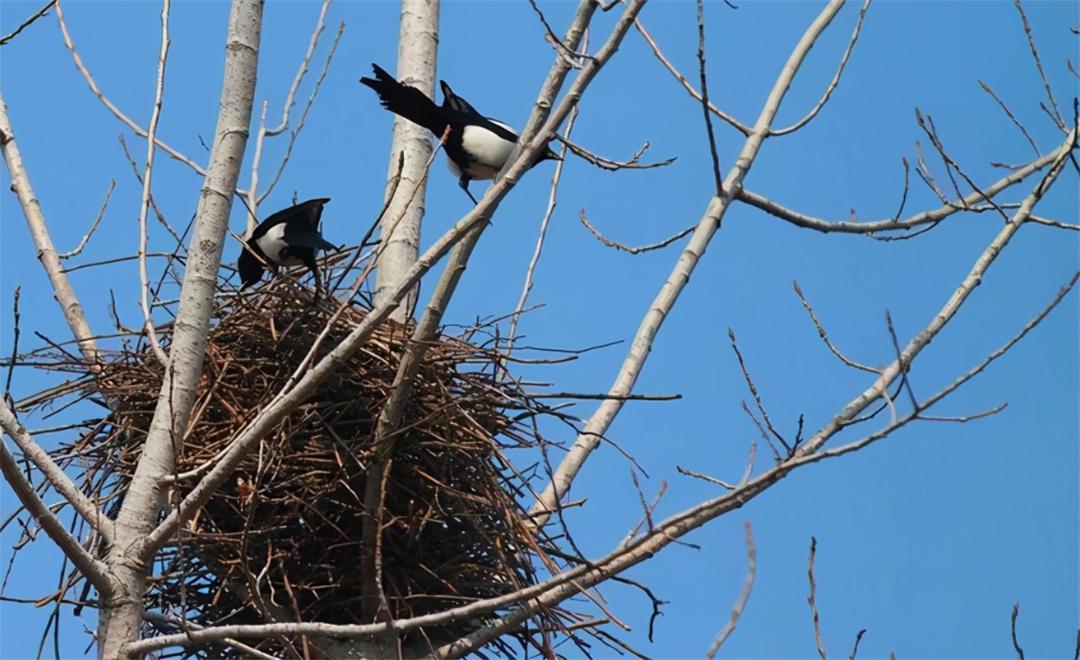 Why is the magpie nest not afraid of wind and snow?The exterior is ...