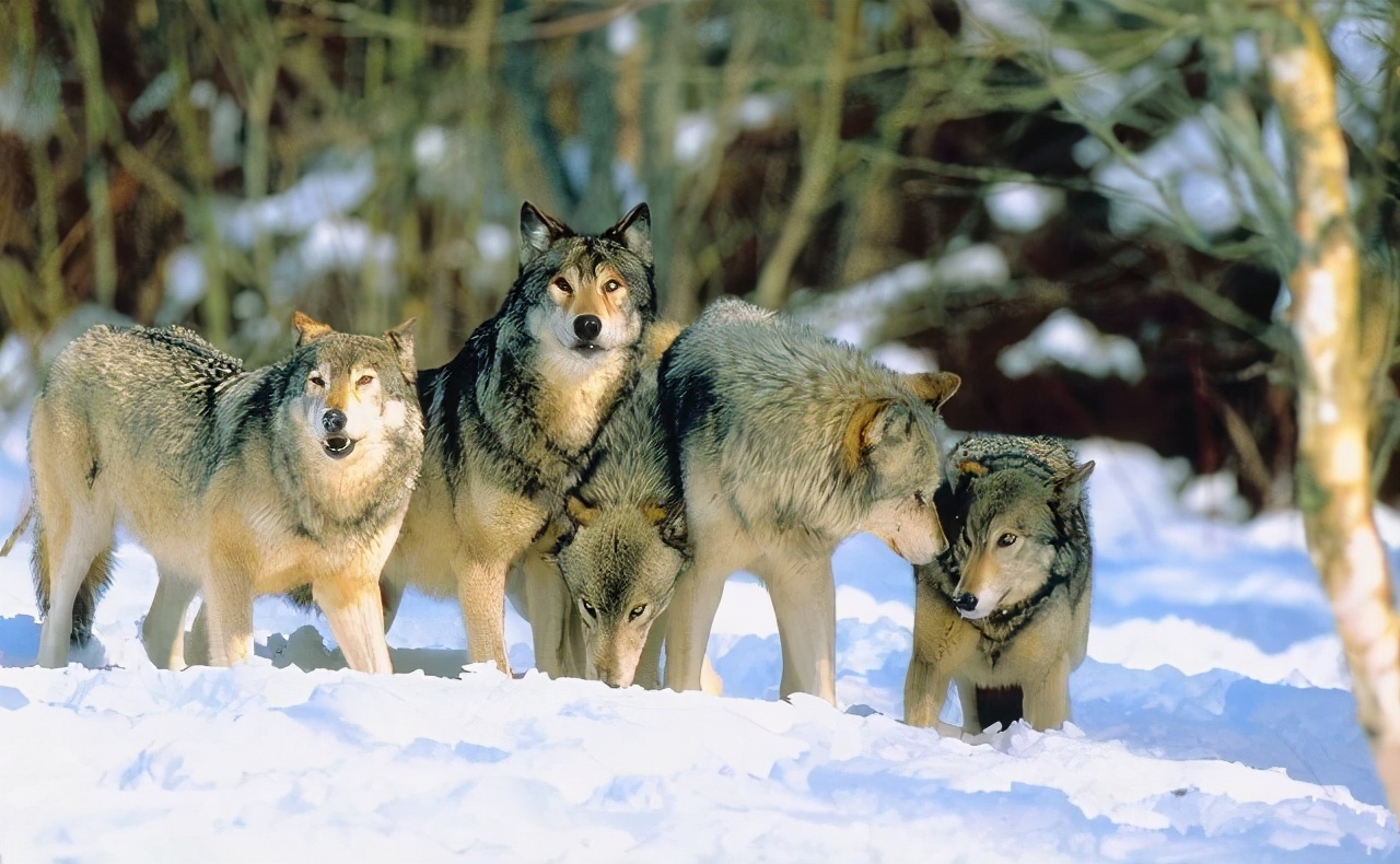 Strange knowledge has increased!The mating and reproduction of wolves ...