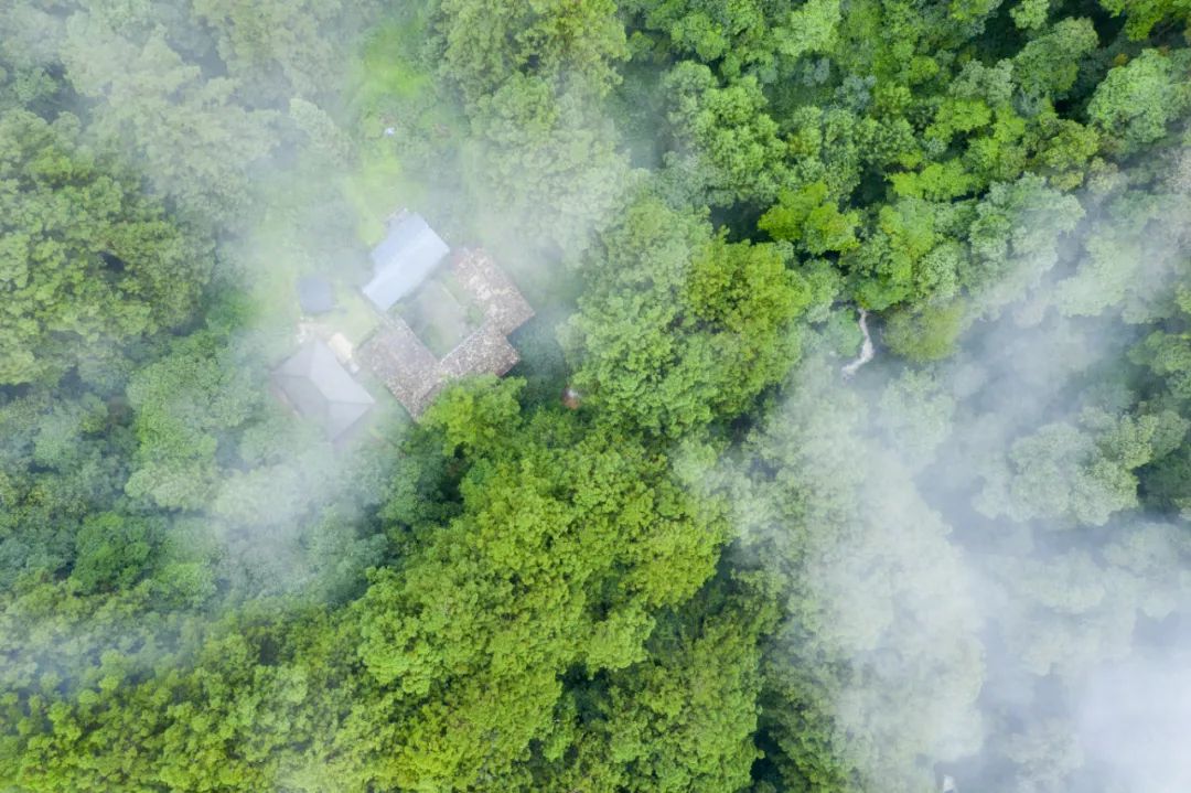 In the Tengchong section of Gaoligong Mountain, there is the largest ...