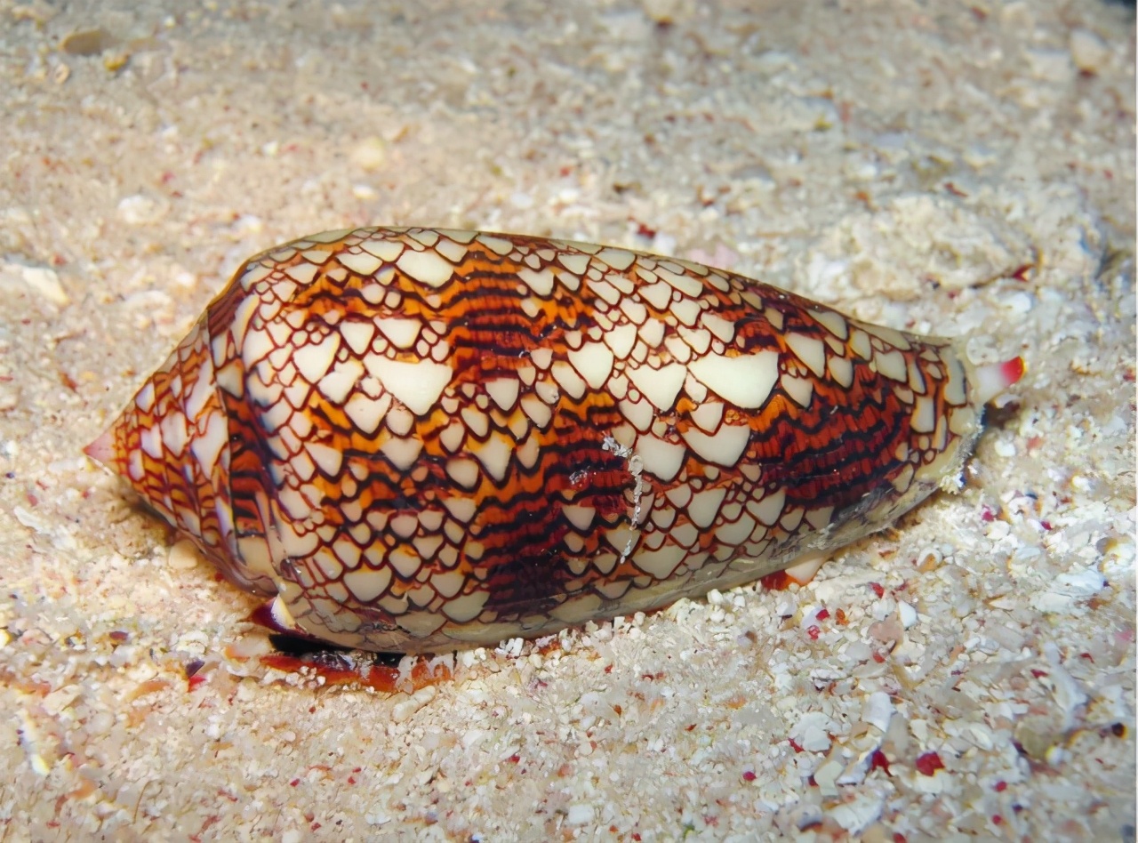 Conch, the most poisonous snail, is one of the top ten poisons in the ...