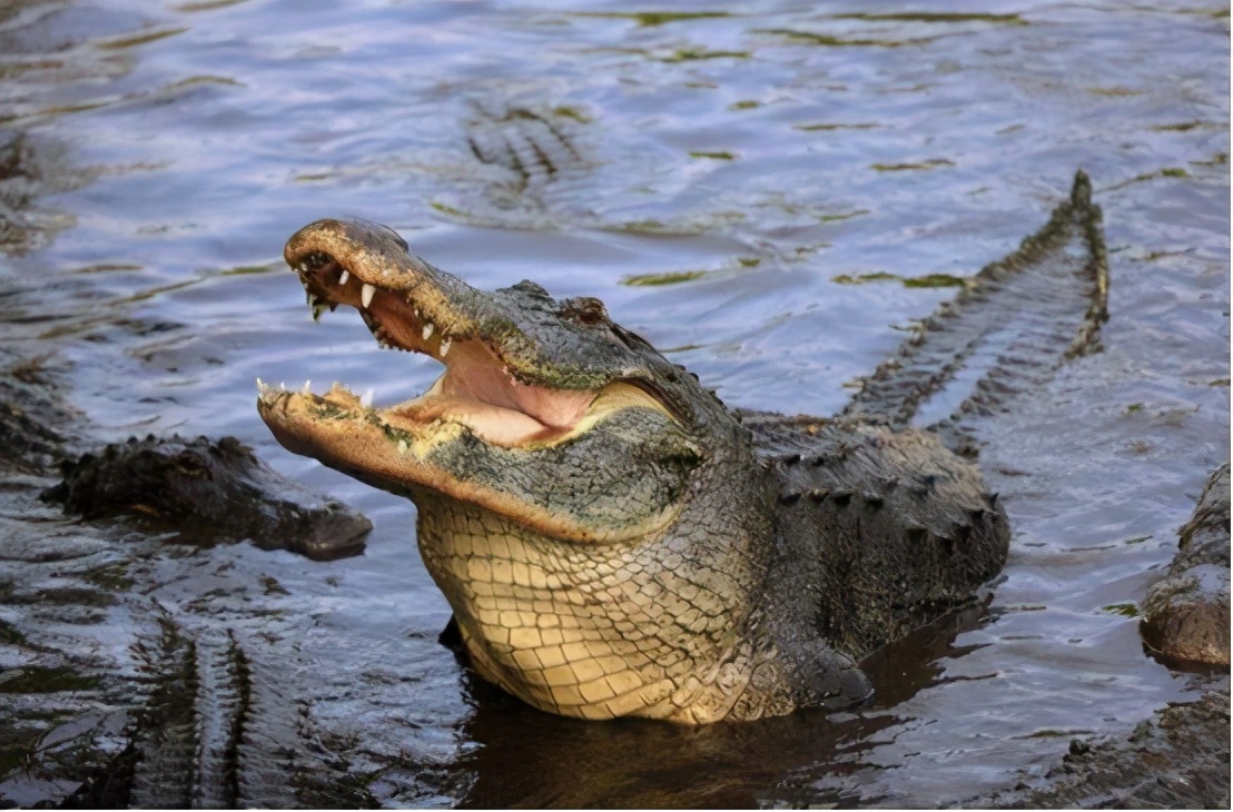 Tail docking rebirth is no longer exclusive to gecko! The crocodile is ...