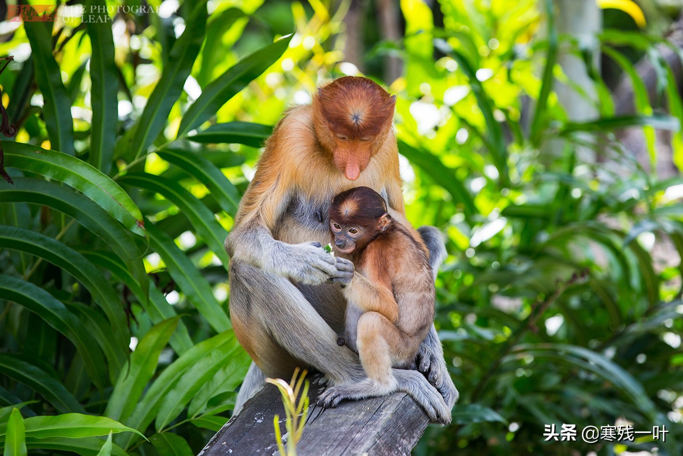 Malaysian National Treasure "Chang Nasal Monkey", known as the most ...