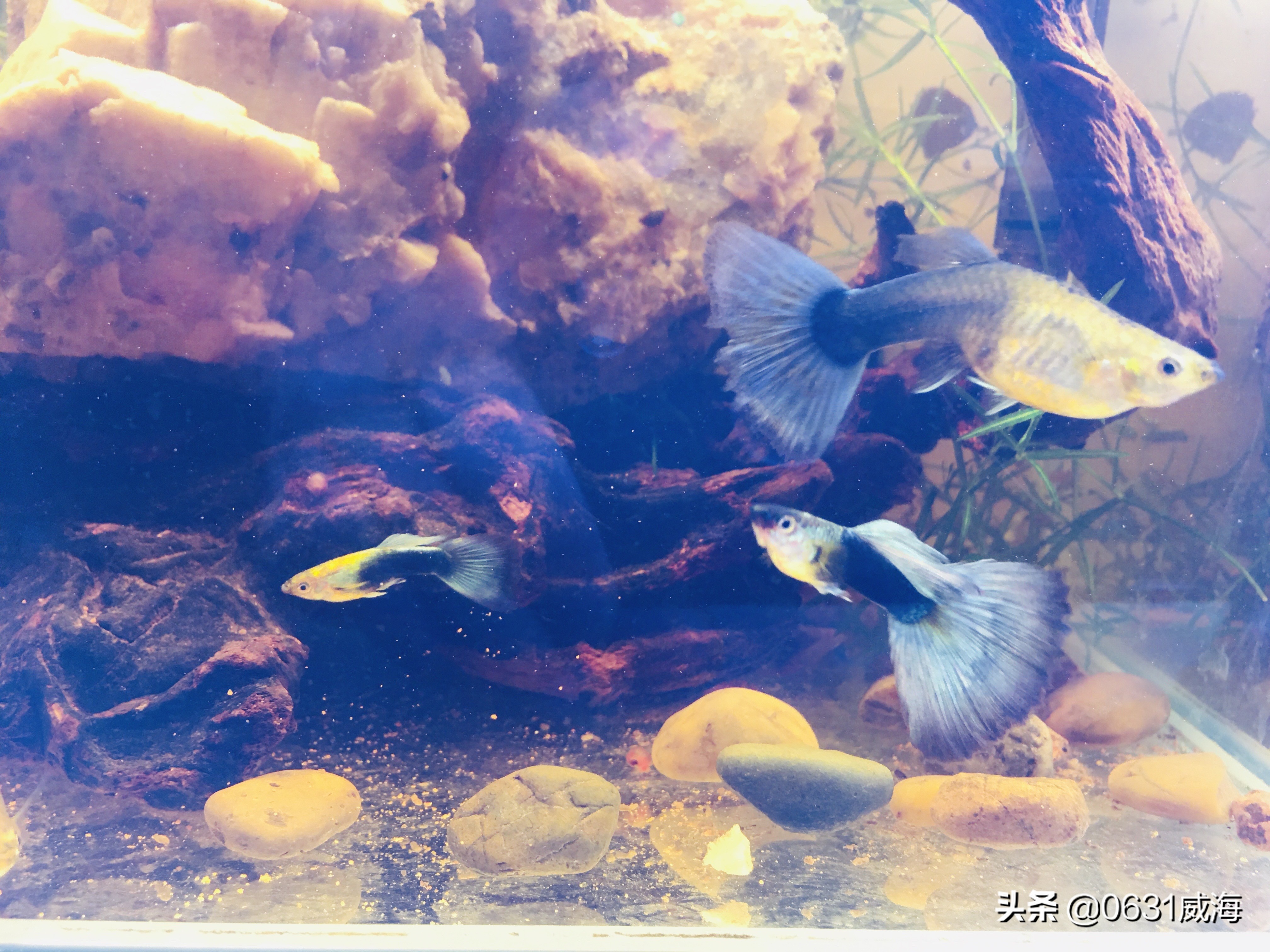 Some insights on big fish eating fry when guppy breeds and some ways to ...