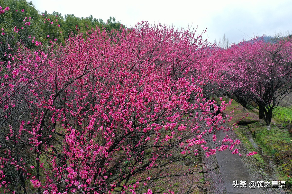 Yuyao Fifteen Ao Plum Garden, originated from Huang Zongxi, has a ...