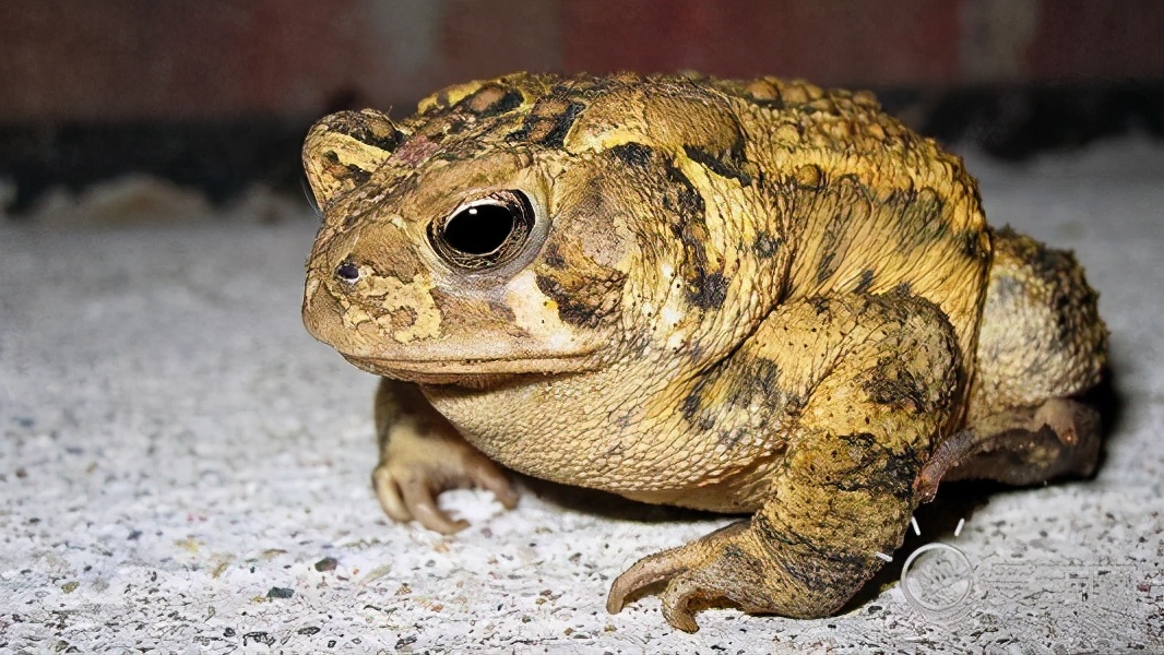 Poisonous or highly toxic, why do Southeast Asians like to eat toad ...