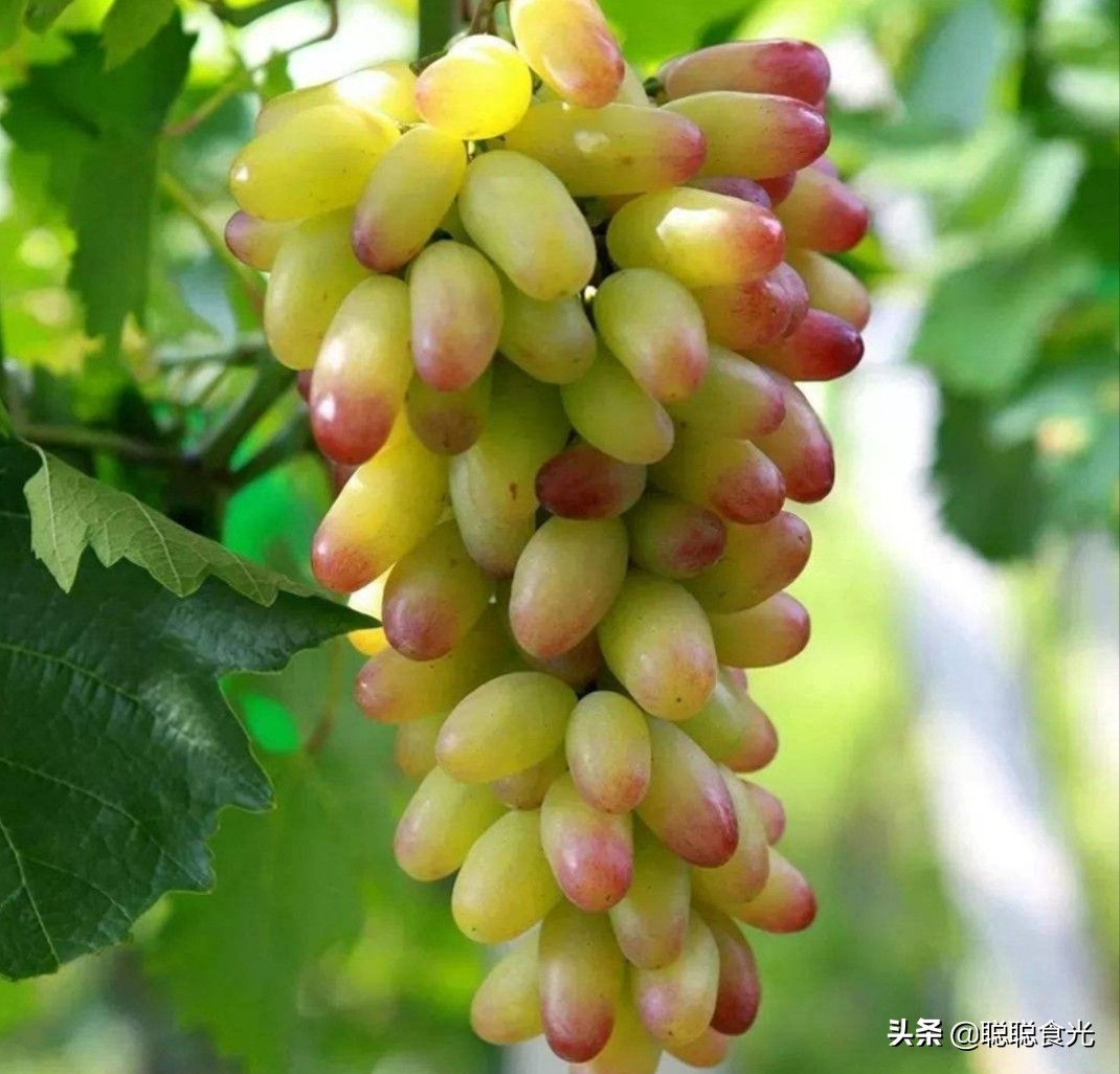 15 common grape varieties, each with its own advantages and ...