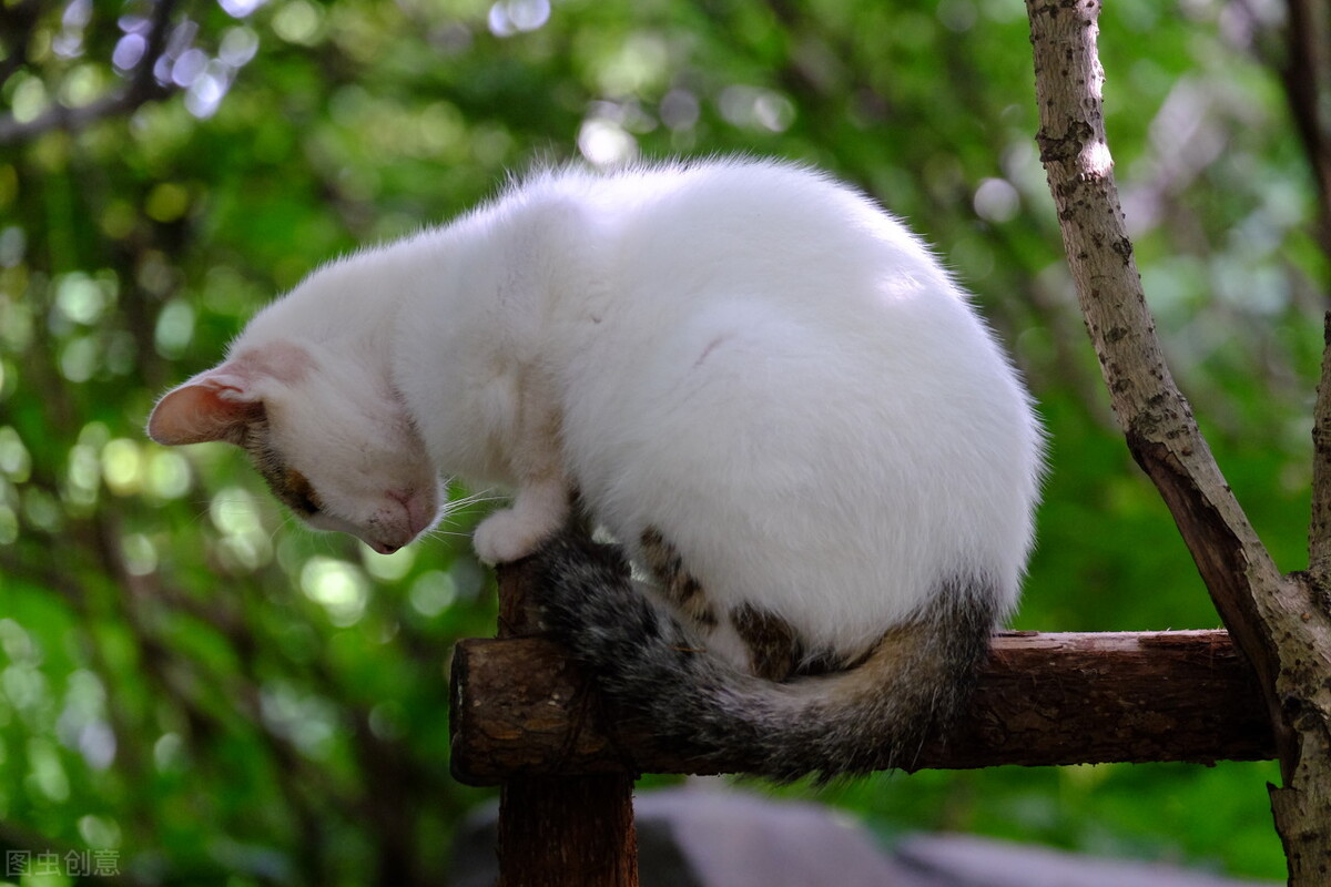 Owning pets is also divided into foreigners and foreigners?Why do ...