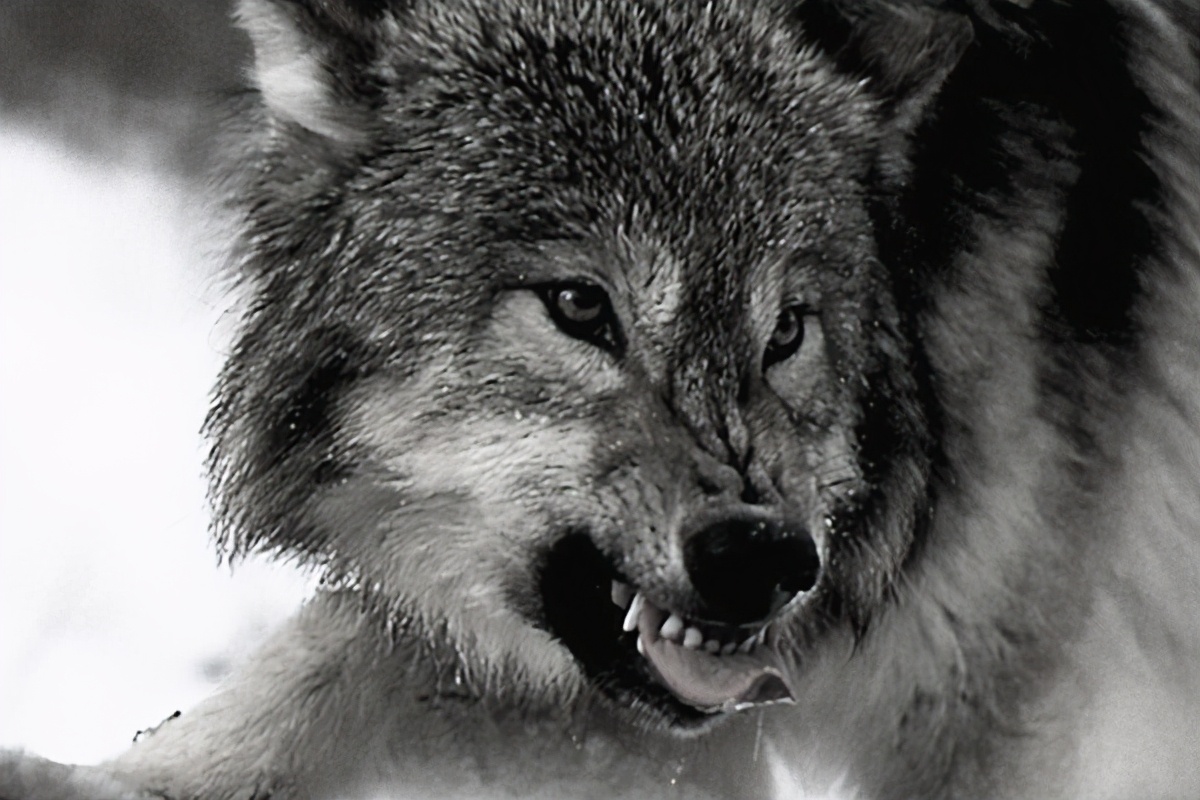 Li Yuanhao, the wonderful king of Xixia, robbed his daughter-in-law to be his wife, and his ...