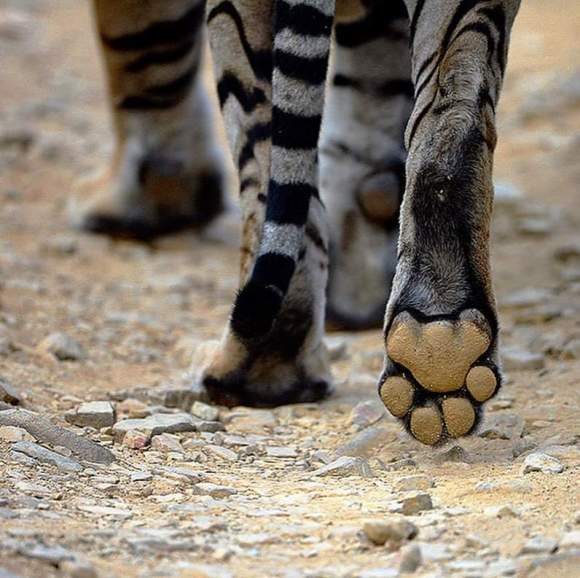 The son of the legendary tiger king: The Sudanese tiger drove high and ...