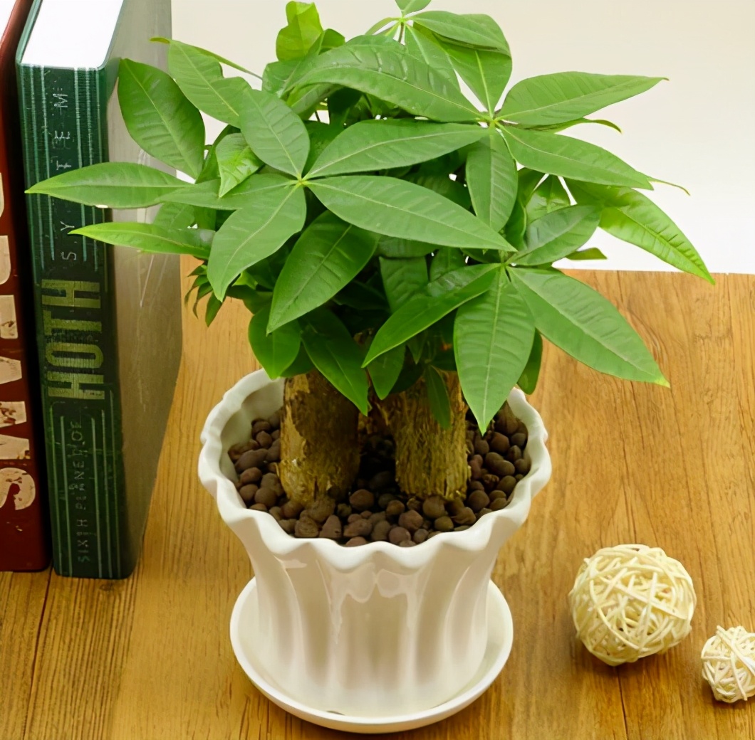 Do you cultivate a fortune tree? Here to teach you the "evergreen ...