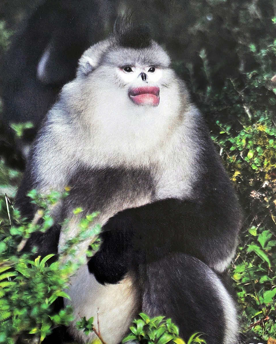 Yunnan Golden Snub-nosed Monkey - iNEWS