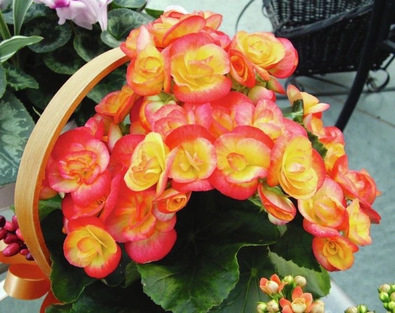 Rieger Begonia is cured by the soaking method, which can avoid rotten ...