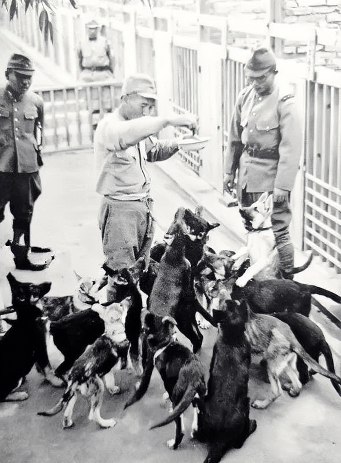 The Chinese native dog beats the Japanese army dog!As an "anti-Japanese ...