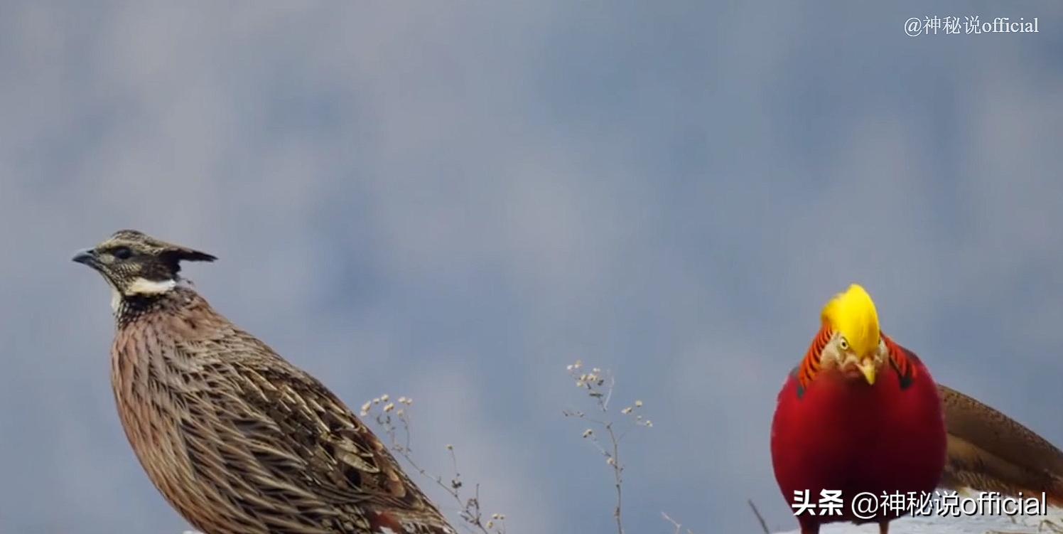 The "black phoenix" was photographed in the northeast, with a huge body ...