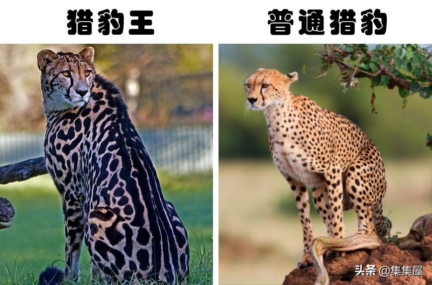 8 rare animals with strange colors and appearances - iNEWS