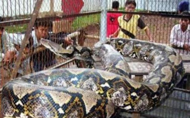 The real first giant snake in the world, the osmanthus giant python is ...