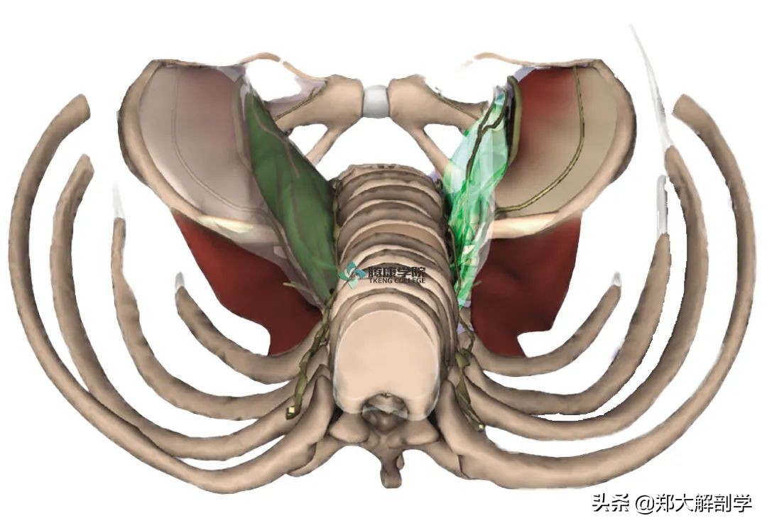 Waist strong muscle treatment - iNEWS