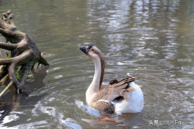 Why does raising geese prevent snakes? Can goose dung really kill ...