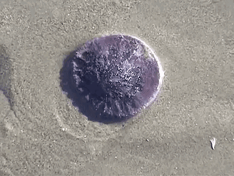 Thousands of "sand coins" washed up on the beach and died!What kind of ...