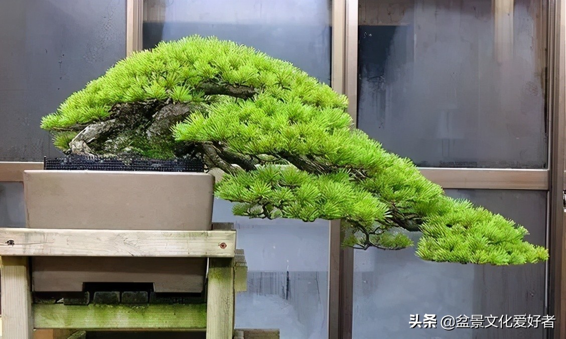 The use of floating branches in bonsai - iNEWS