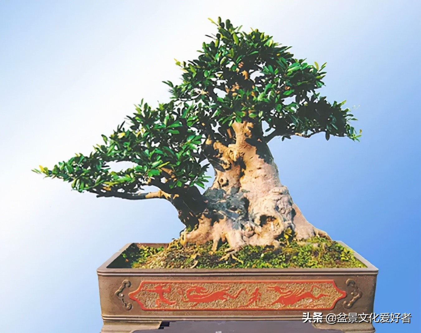 Excellent tree species for bonsai: Chinese mosquito - iNEWS