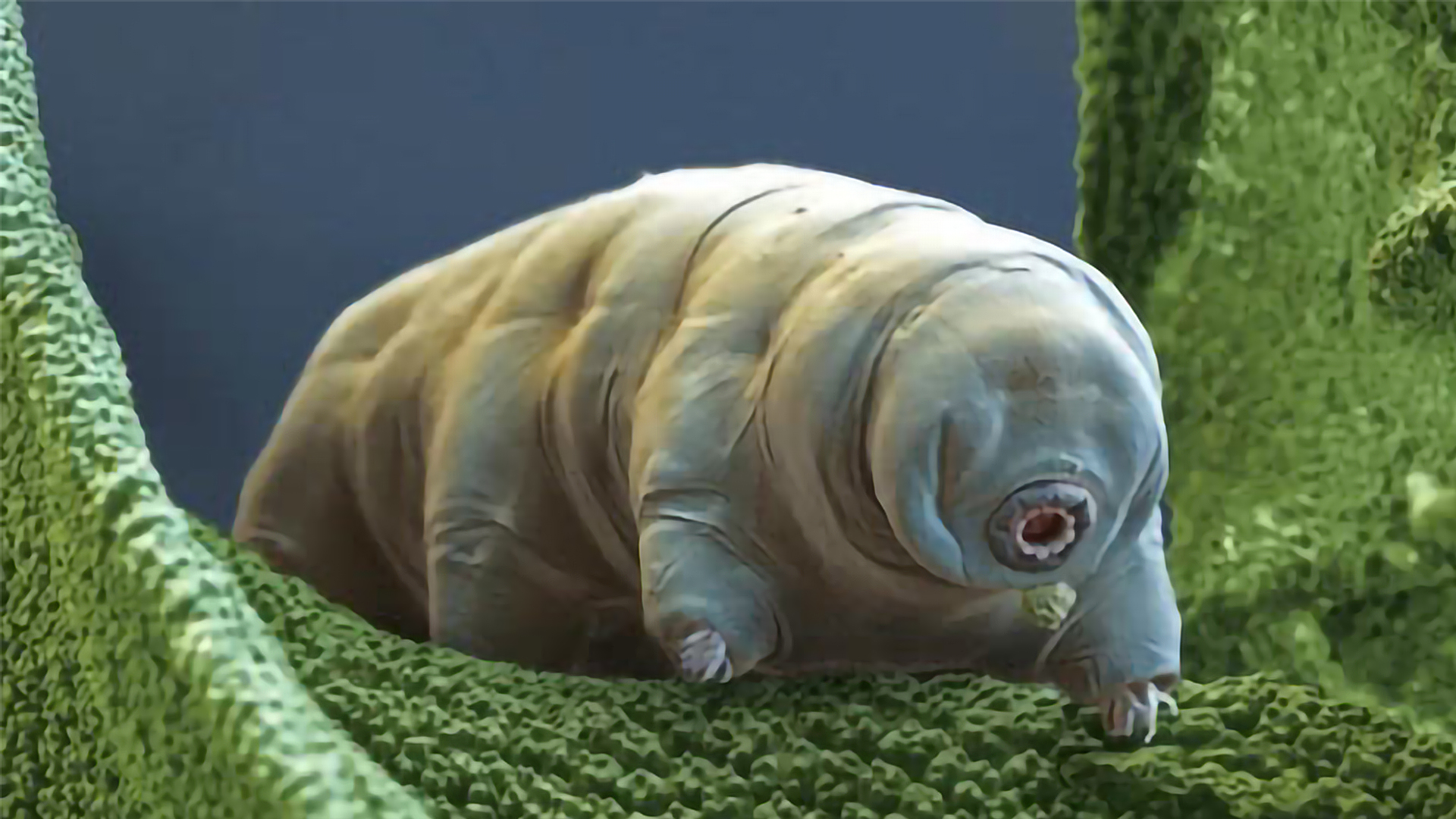 The most tenacious creature on earth: it can survive even in outer ...