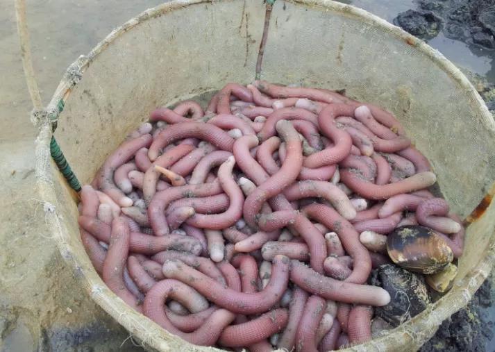 After watching "Dune", I want to keep a sandworm as a pet - iNEWS